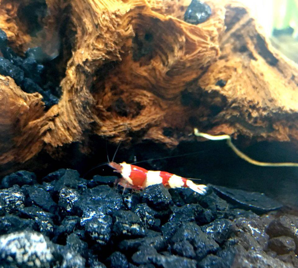 Tropical Inverts For Freshwater Aquariums: Crystal Red Shrimp - CRS ...