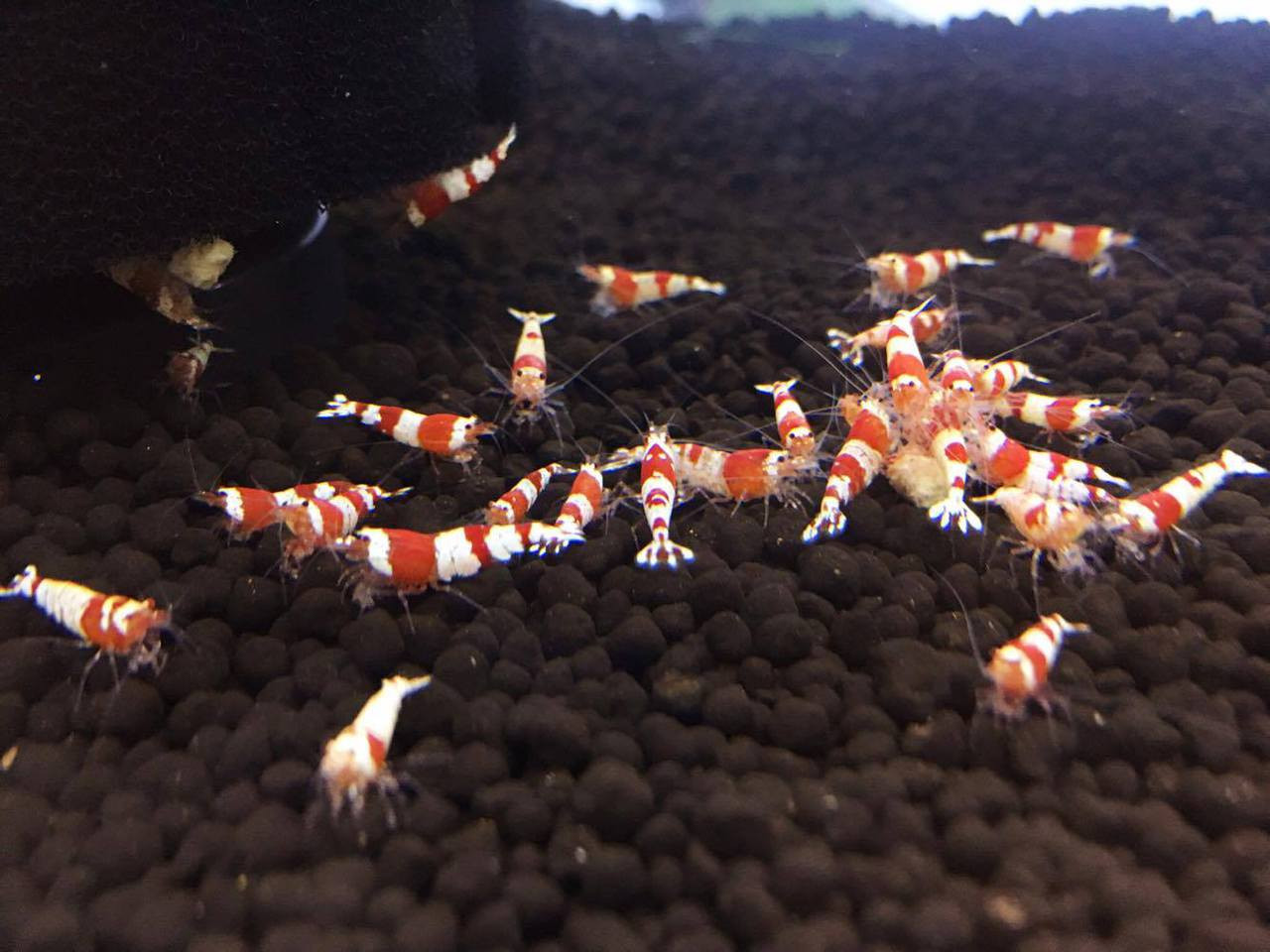 Tropical Inverts For Freshwater Aquariums: Crystal Red Shrimp - CRS ...