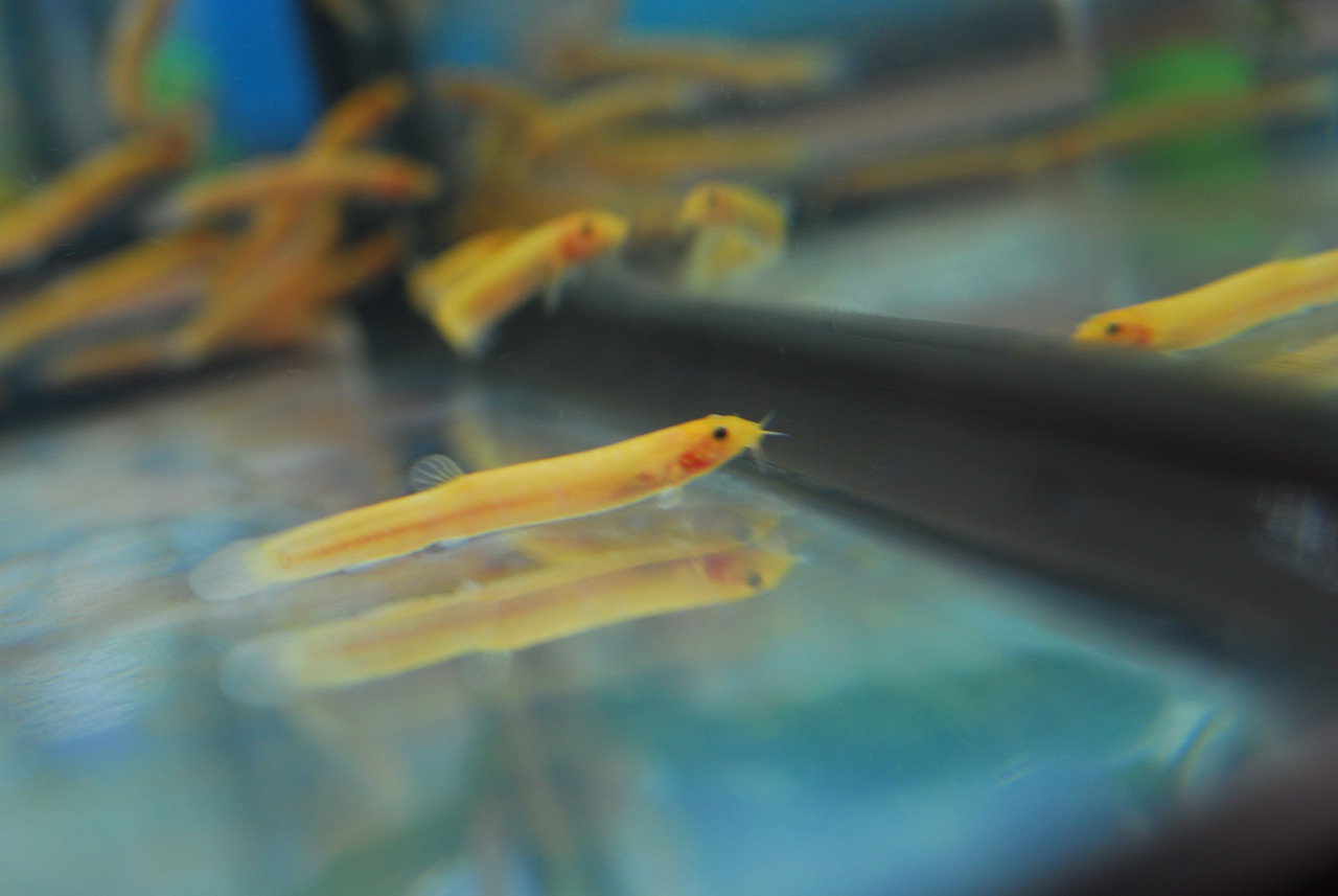 Freshwater Tropical Fish: Dojo Loach - Misgurnus anguillicaudatus