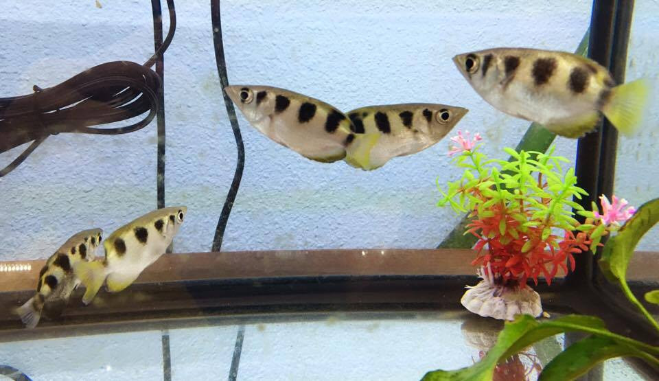Tropical Fish For Aquariums: Archer Fish - Toxotes jaculatrix