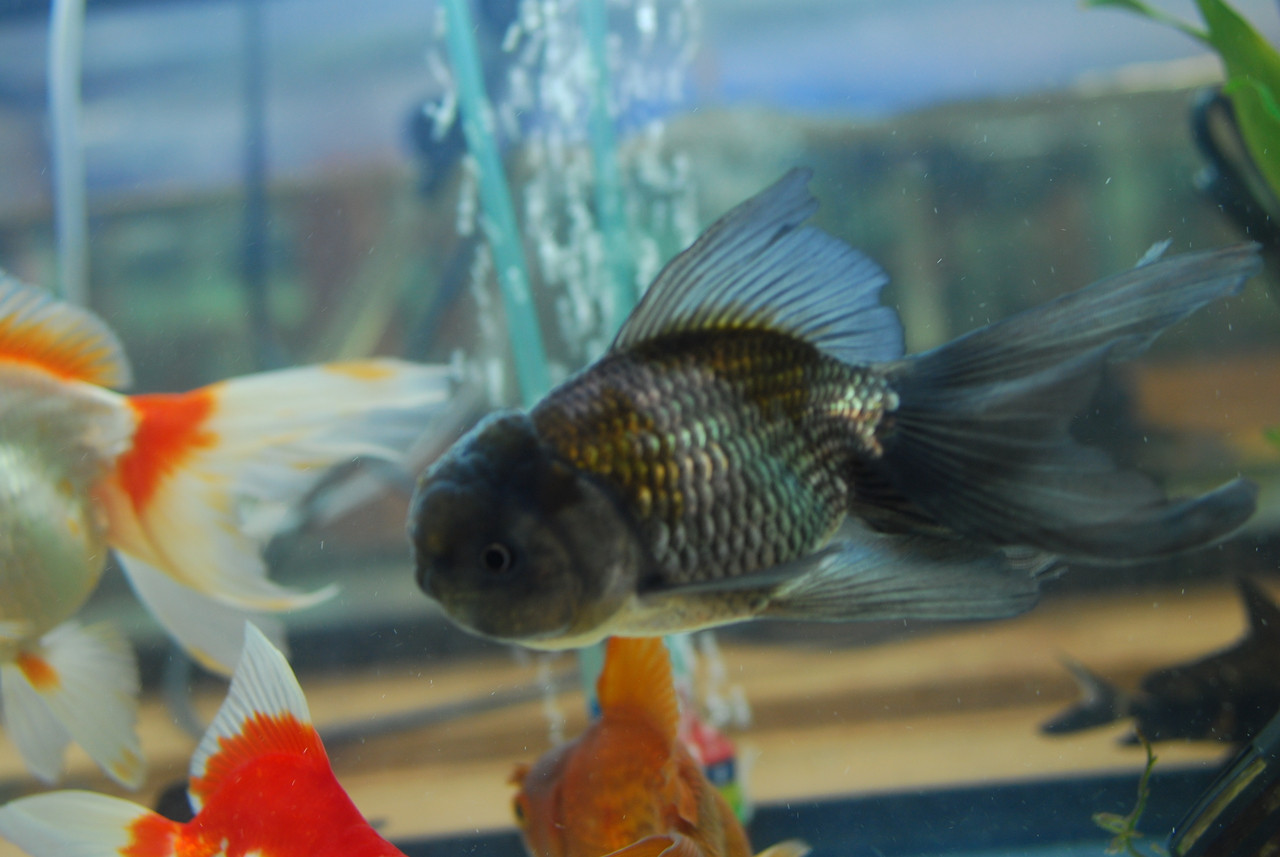 Goldfish For Sale: Blue Oranda Goldfish