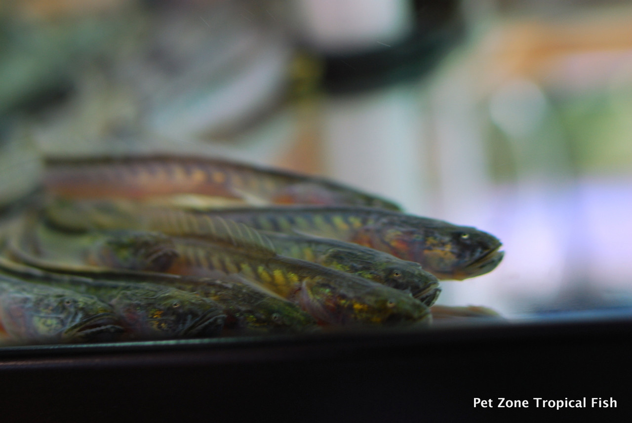 Oddball Tropical Fish: Prehistoric Dragon Goby - Gobioides broussonnetii