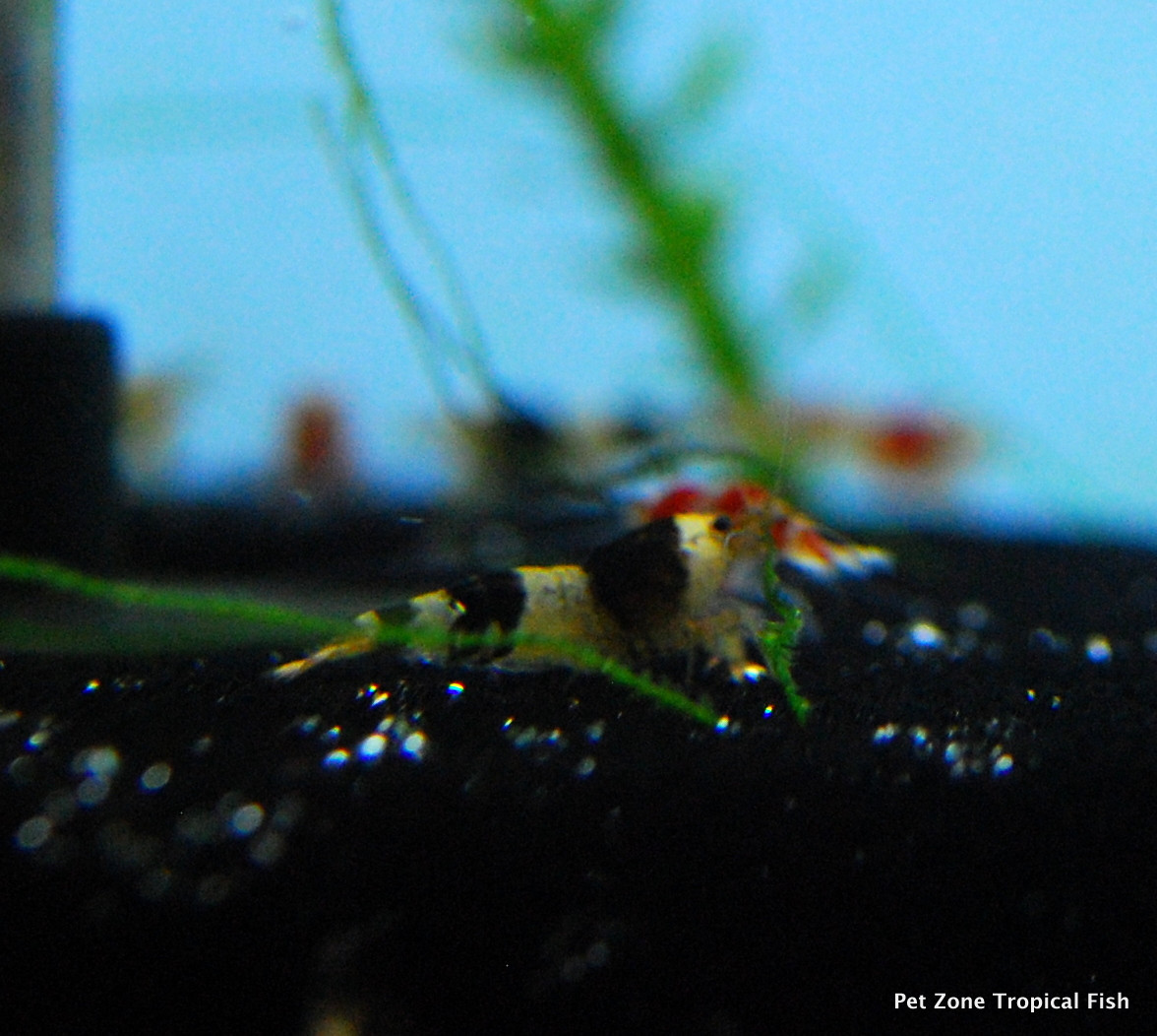 Tropical Inverts For Freshwater Aquariums: Bee Shrimp (Crystal Black ...