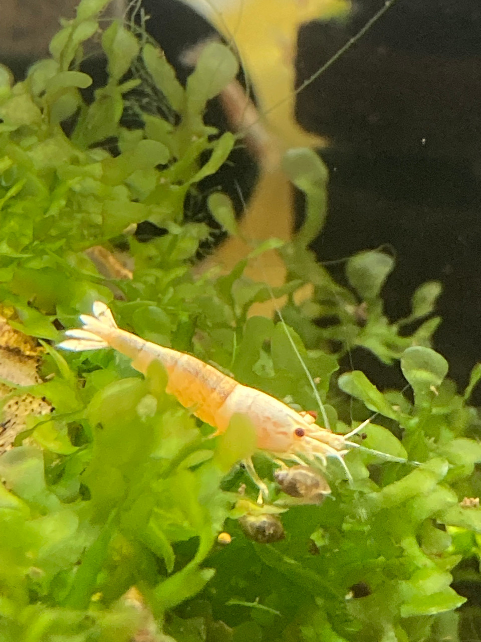 Tropical Inverts For Freshwater Aquariums: Golden Bee Shrimp (Crystal ...