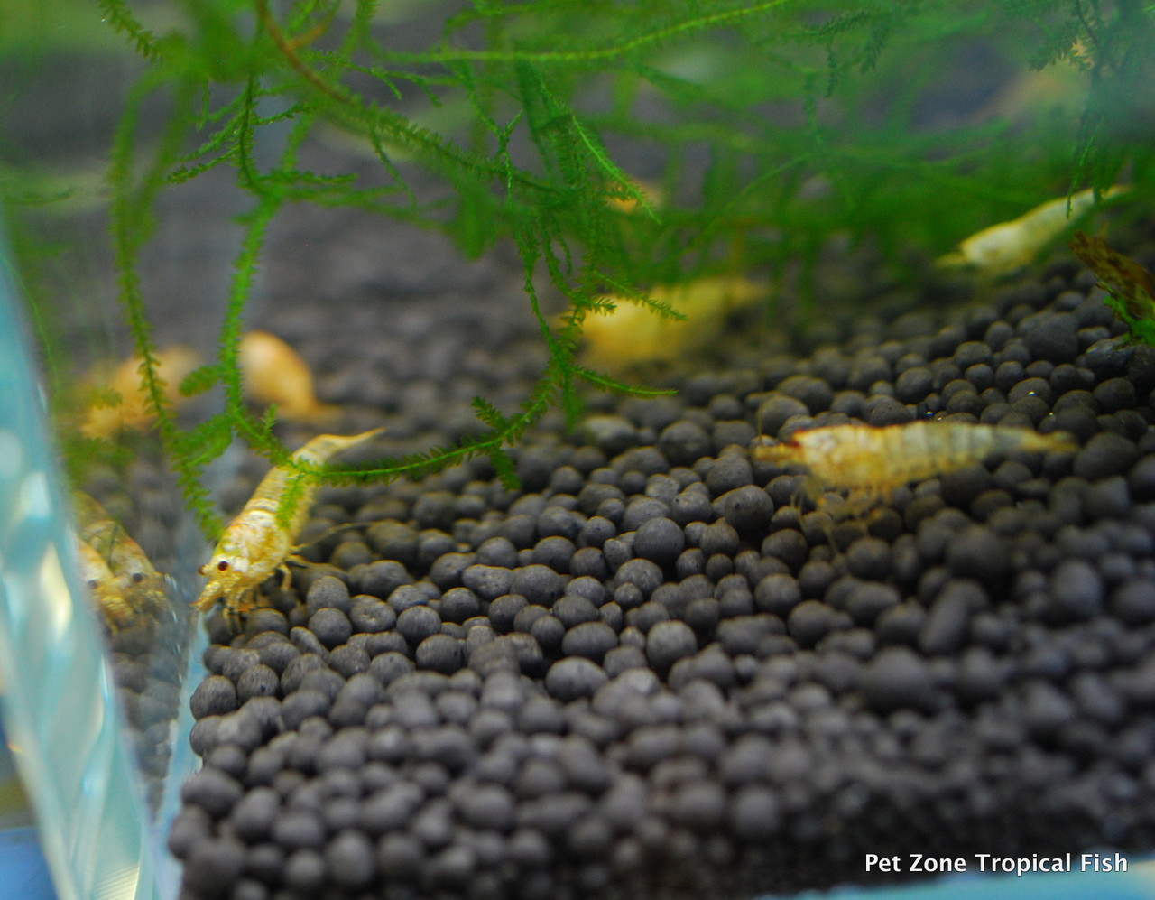 Tropical Inverts For Freshwater Aquariums: Golden Bee Shrimp (Crystal ...