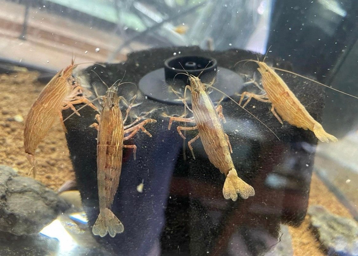 Tropical Inverts For Freshwater Aquariums: Bamboo Shrimp (Wood Shrimp)