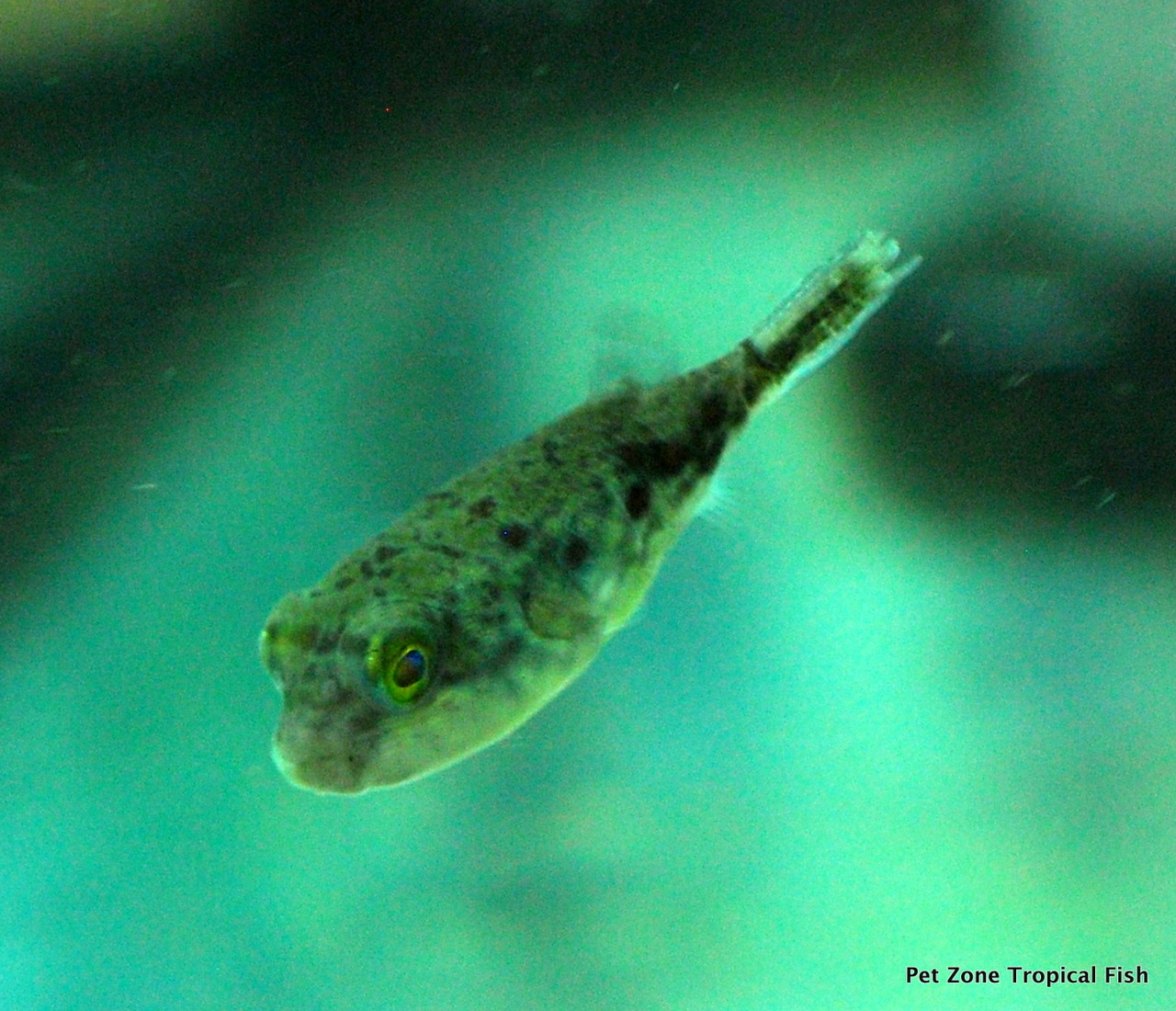 Freshwater Fish For Sale: Fahaka Puffer - Tetraodon lineatus