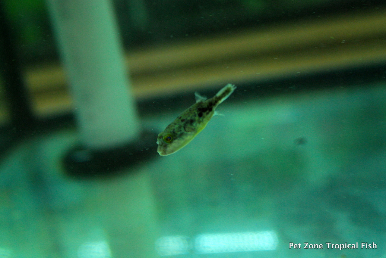 Freshwater Fish For Sale: Fahaka Puffer - Tetraodon lineatus