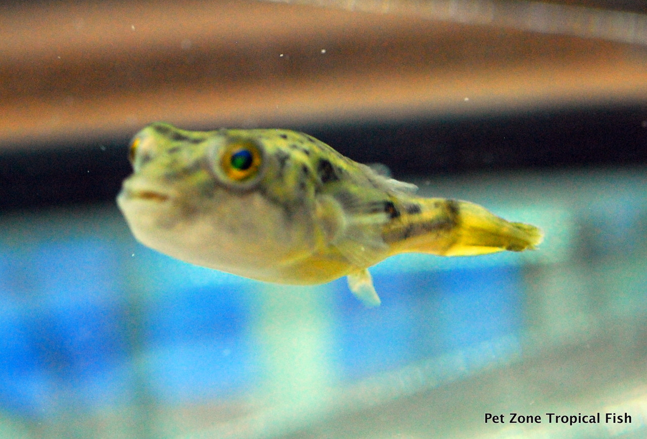 Freshwater Fish For Sale: Fahaka Puffer - Tetraodon lineatus
