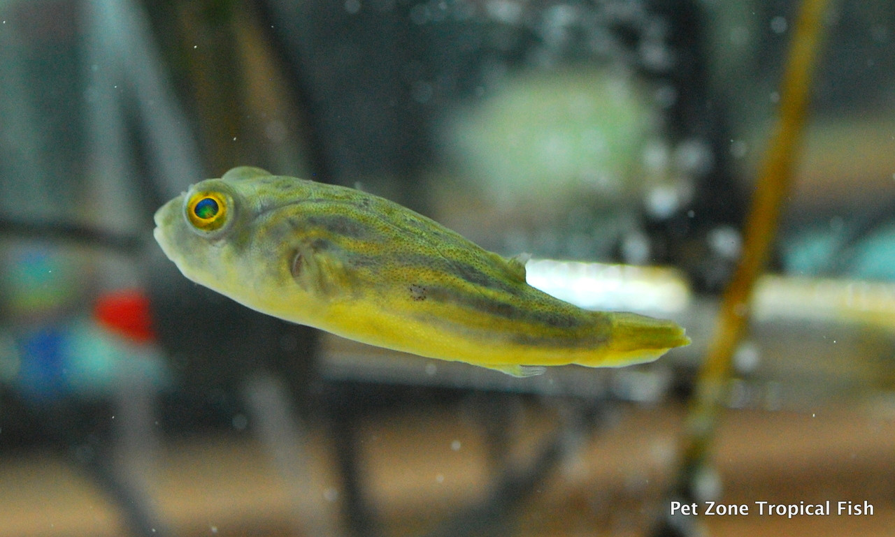 Freshwater Fish For Sale: Fahaka Puffer - Tetraodon lineatus