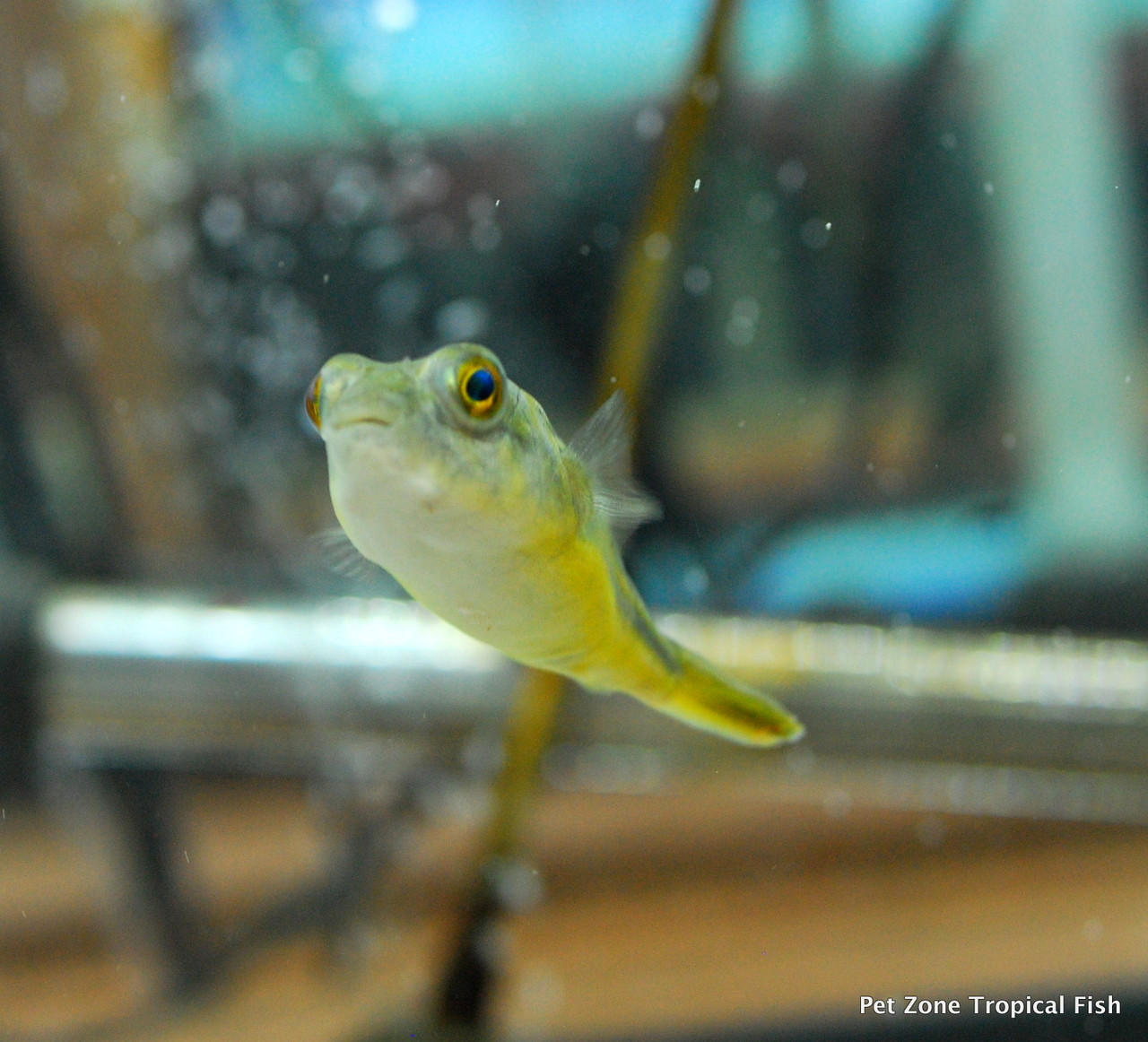 Freshwater Fish For Sale: Fahaka Puffer - Tetraodon lineatus
