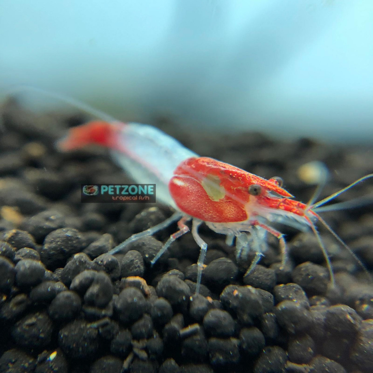 Tropical Inverts For Freshwater Aquariums: Red Rili Shrimp