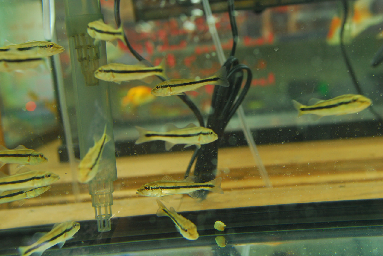 Cichlids For Sale: Temensis Peacock Bass Fry - Cichla Temensis