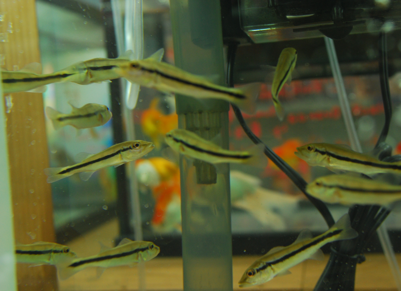 Cichlids For Sale: Temensis Peacock Bass Fry - Cichla Temensis