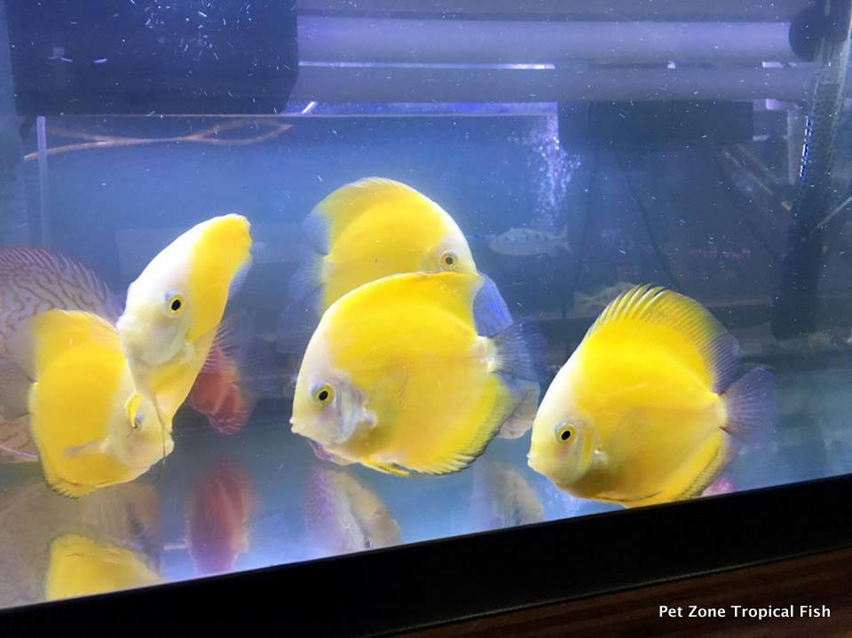 Freshwater Fish For Sale: Lemon Yellow Discus (Golden Lemon Discus)