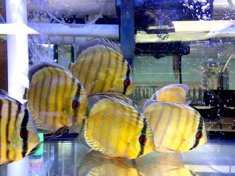 Freshwater Fish For Sale: Wild-Caught Discus
