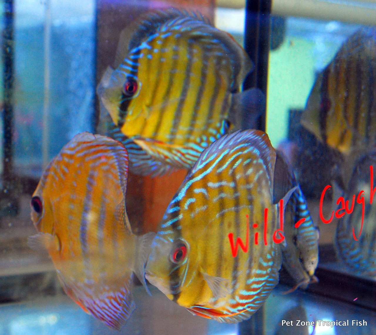 Freshwater Fish For Sale: Wild-Caught Discus