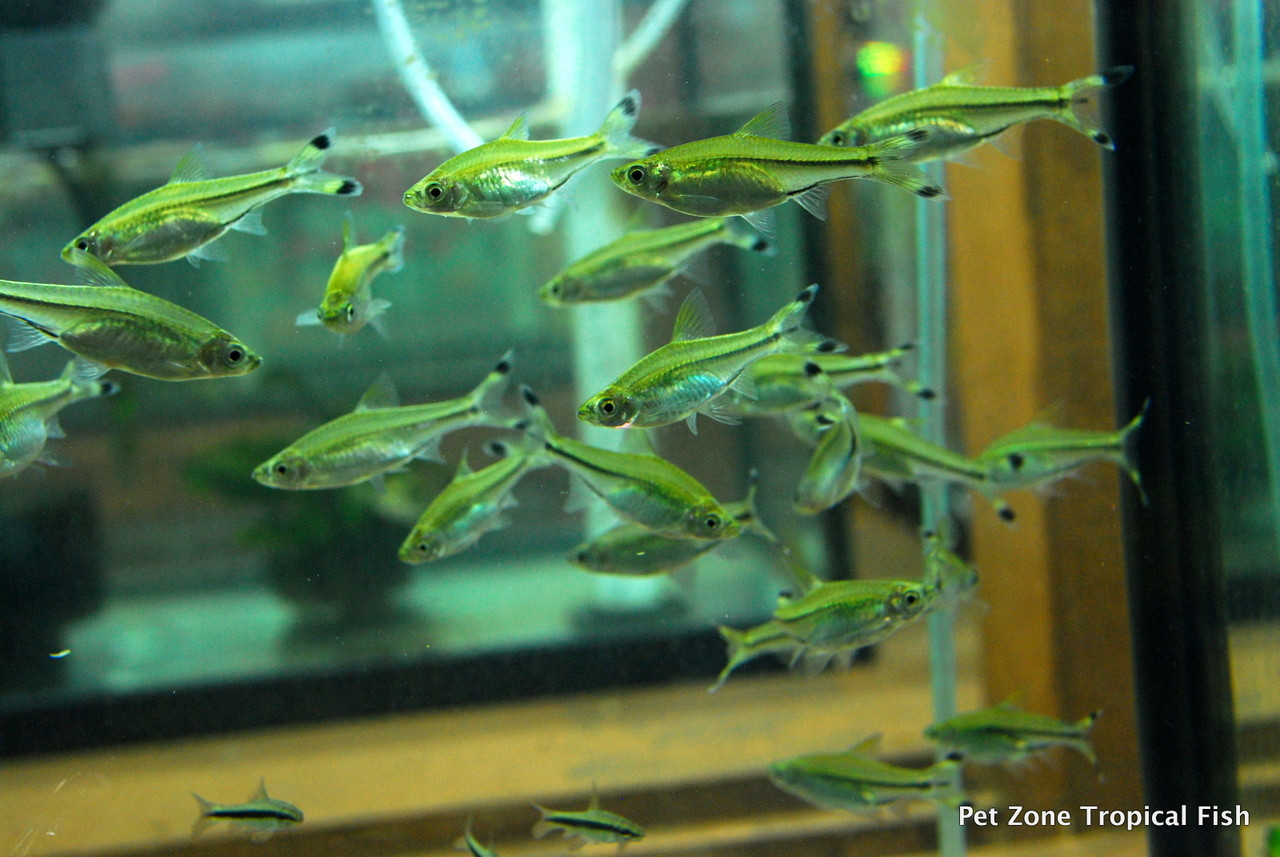 Freshwater Fish For Sale: Scissortail Rasbora - Rasbora trilineata