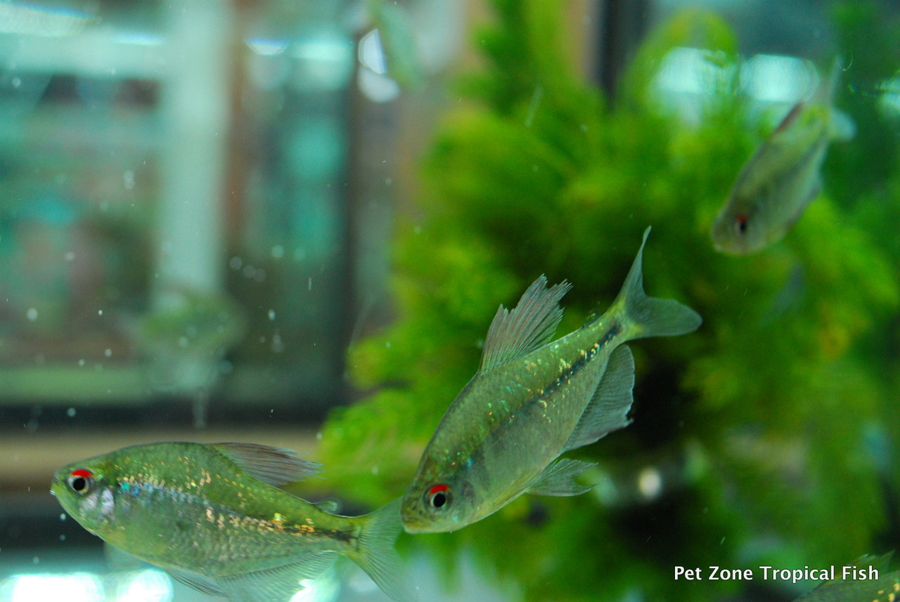 Freshwater Tropical Fish: Diamond Tetra - Moenkhausia pittieri