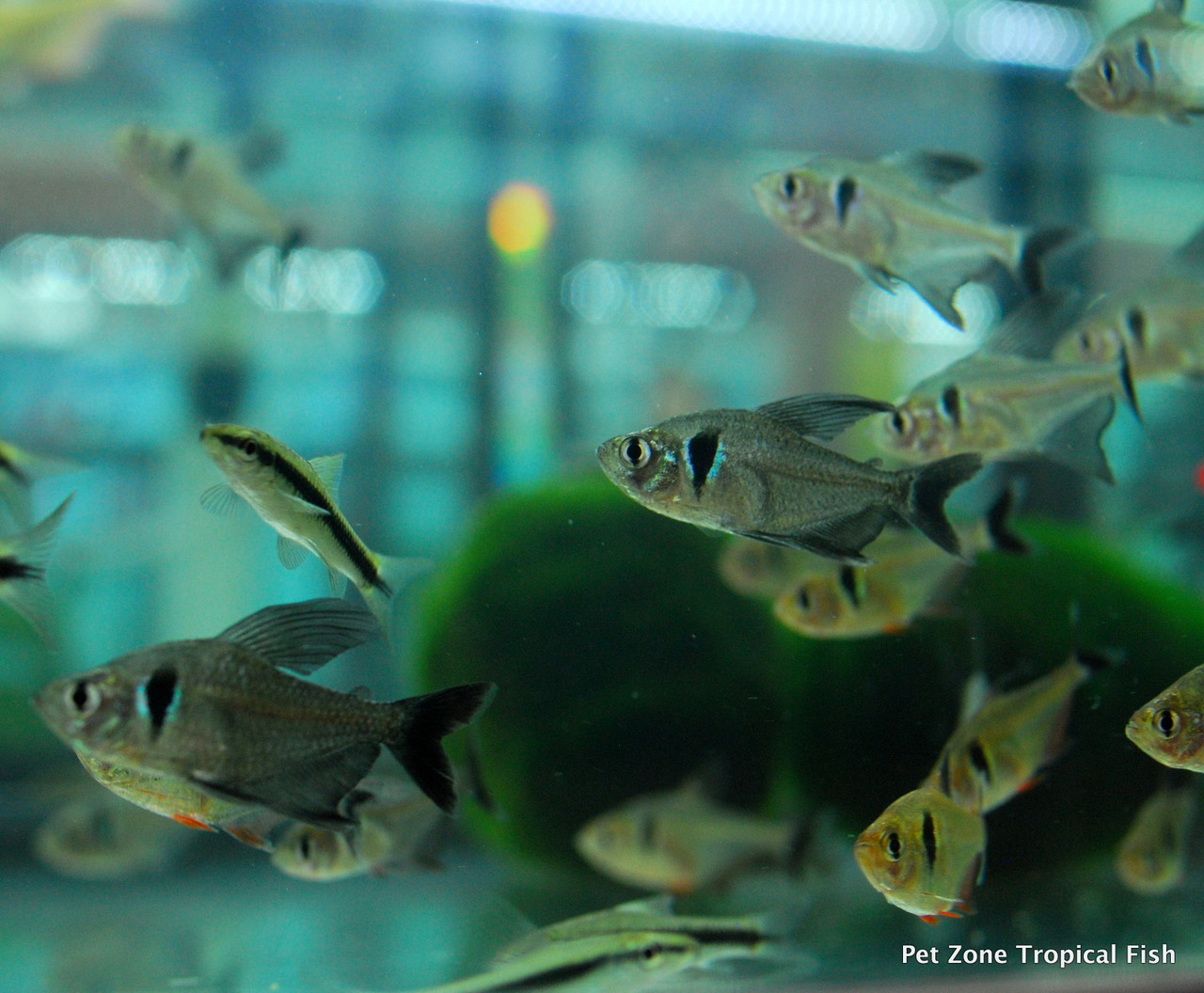 Freshwater Tropical Fish: Black Phantom Tetra - Megalamphodus megalopterus