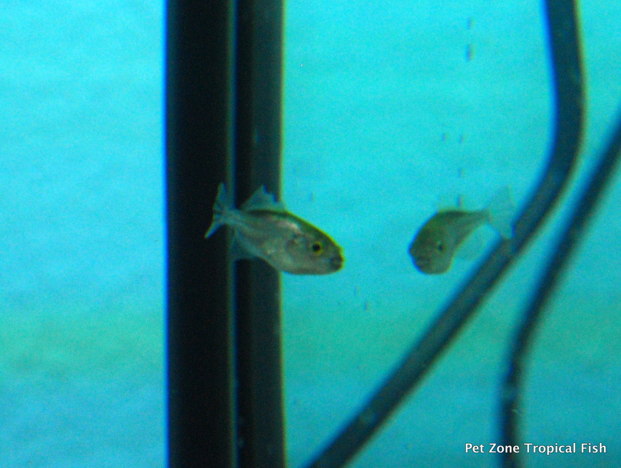 Freshwater Tropical Fish: Avocado Puffer, Golden Puffer, Bronze ...