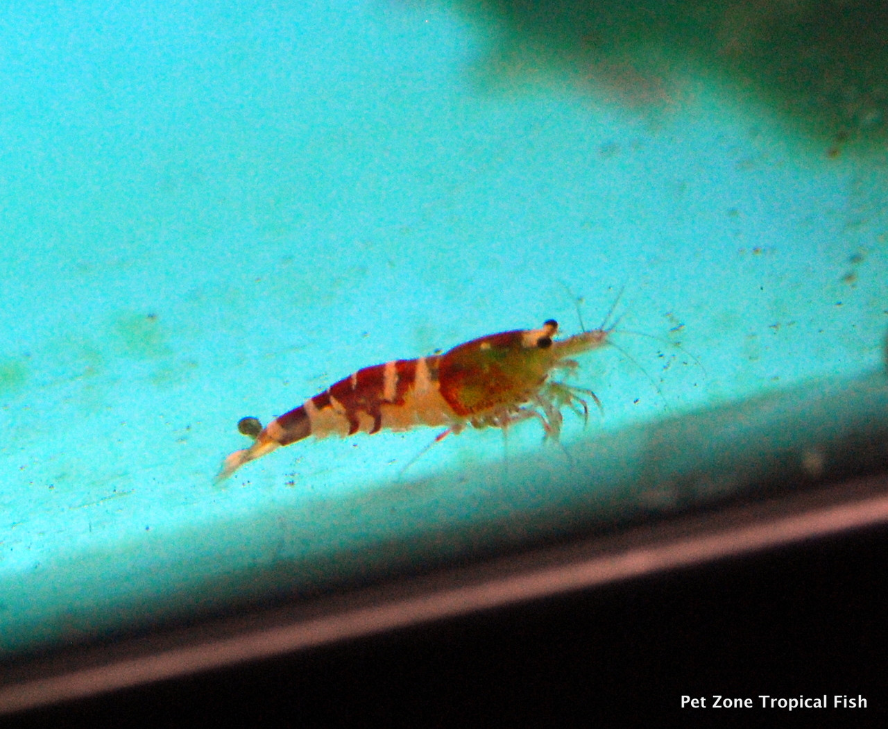 Tropical Inverts For Freshwater Aquariums: Red Tiger Bee Shrimp ...