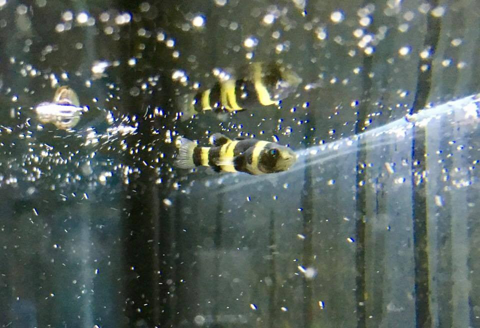 Brackish Water Tropical Fish: Bumble Bee Goby (Brachygobius doriae)