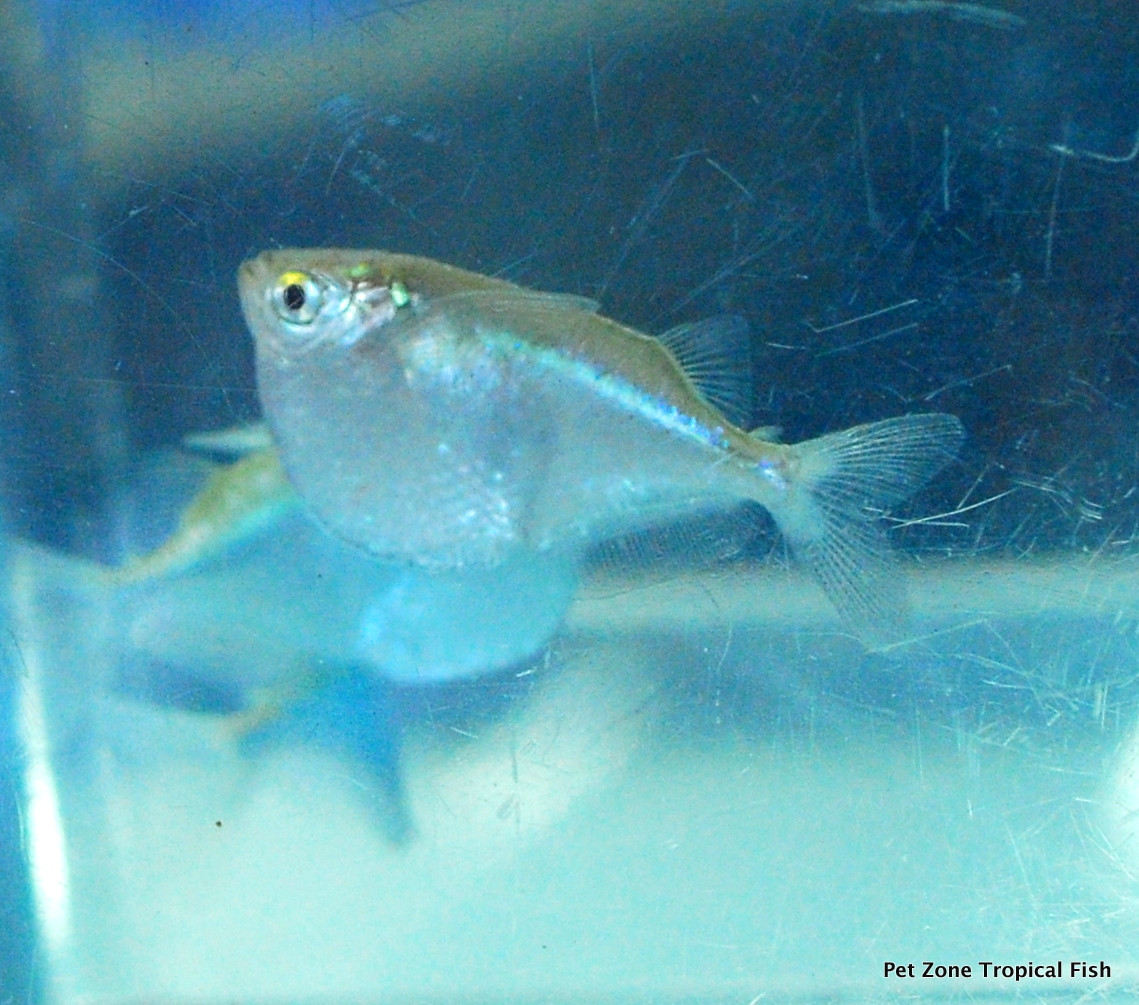 Freshwater Tropical Fish: Silver Hatchet (Common Hatchetfish ...