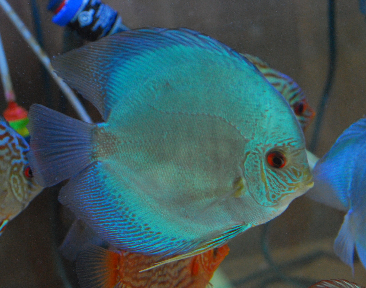 Freshwater Fish For Sale: Blue Diamond Discus, XL