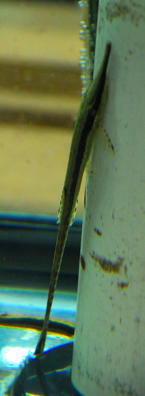 Freshwater Tropical Fish: Farlowella Catfish - Twig Cat