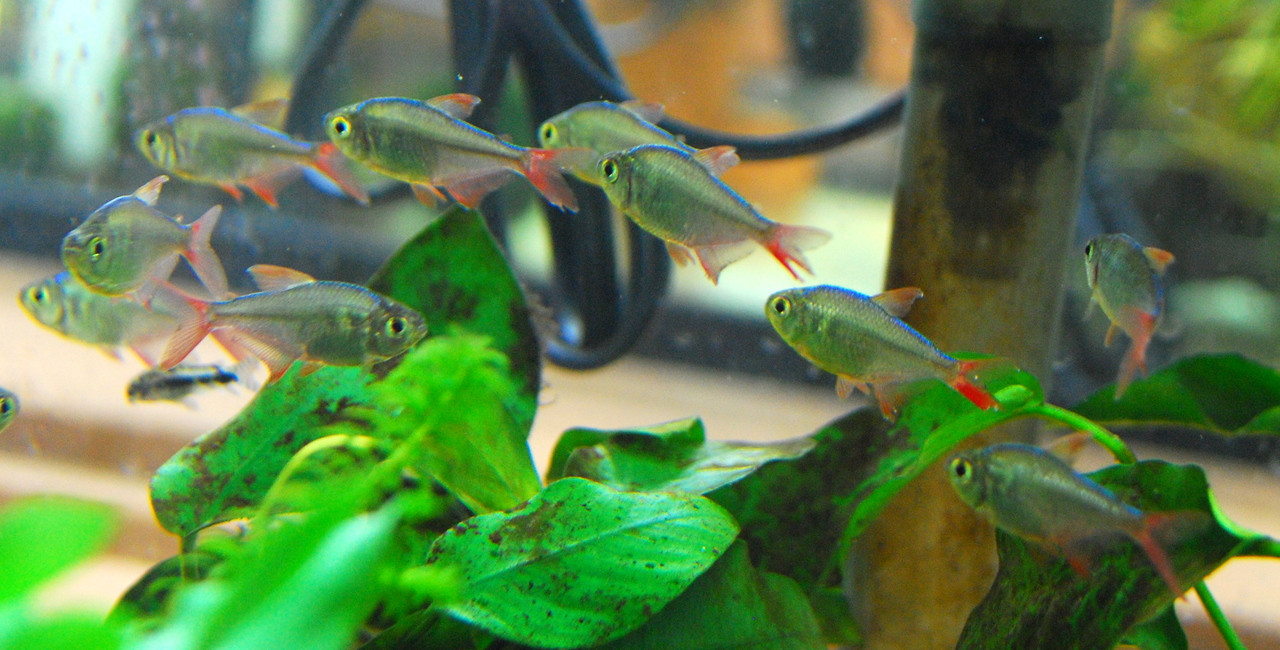 Freshwater Tropical Fish: Columbian Tetra Red & Blue - Hyphessobrycon ...