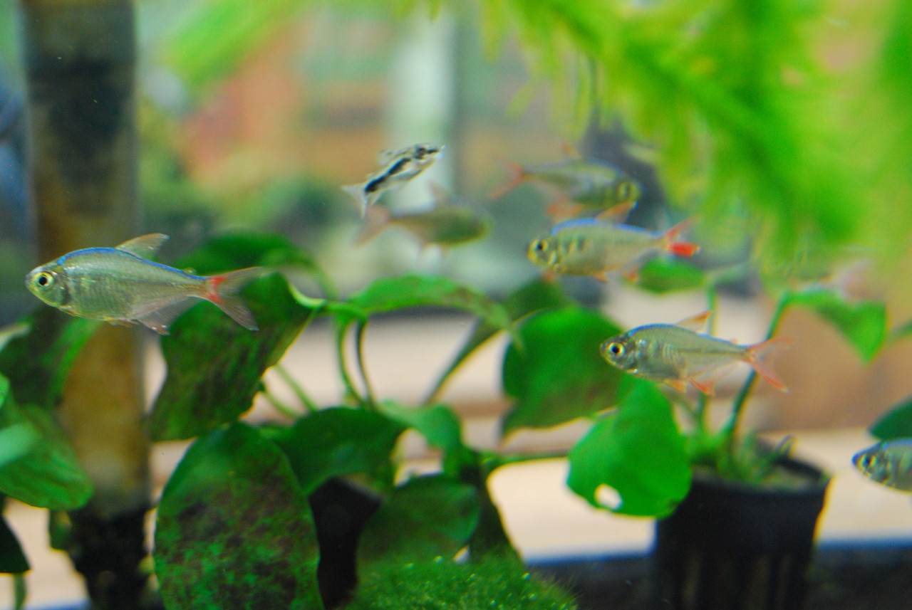 Freshwater Tropical Fish: Columbian Tetra Red & Blue - Hyphessobrycon ...