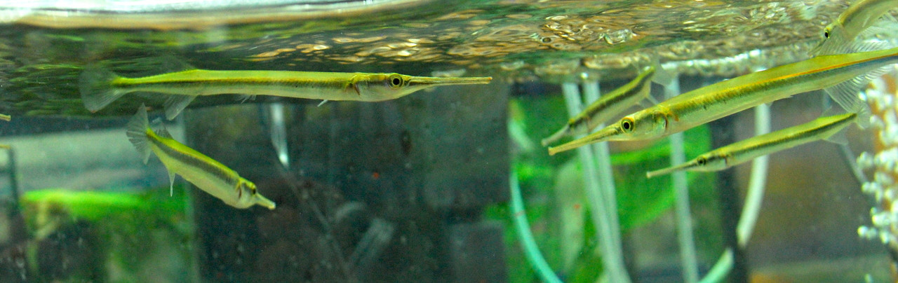Carnivore Freshwater Fish: Needle Nose Gar (Xenentodon cancila)