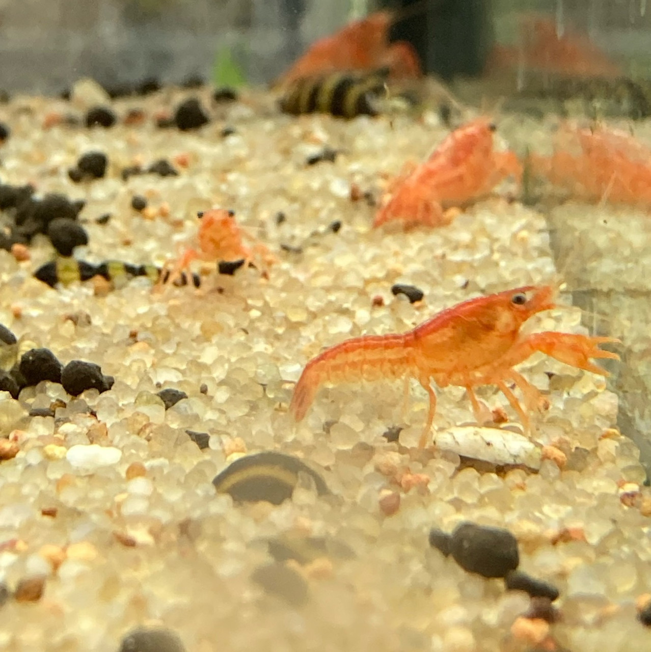 Freshwater Inverts: ORANGE CPO DWARF MEXICAN CRAYFISH/MINI LOBSTER ...