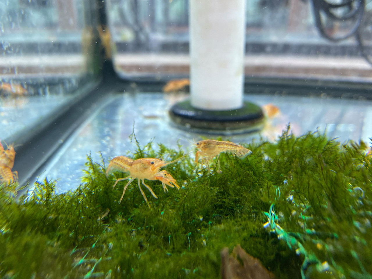Freshwater Inverts: ORANGE CPO DWARF MEXICAN CRAYFISH/MINI LOBSTER ...