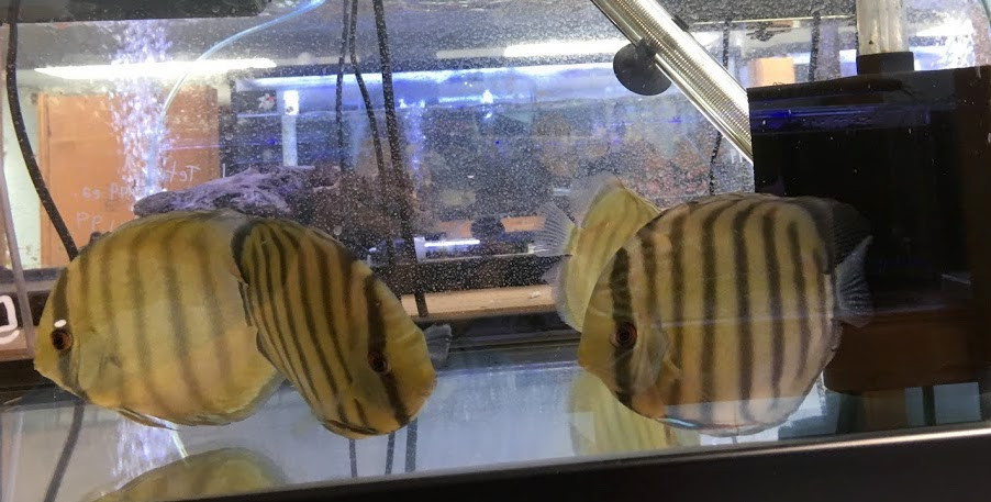 Freshwater Fish For Sale: Wild-Caught Discus