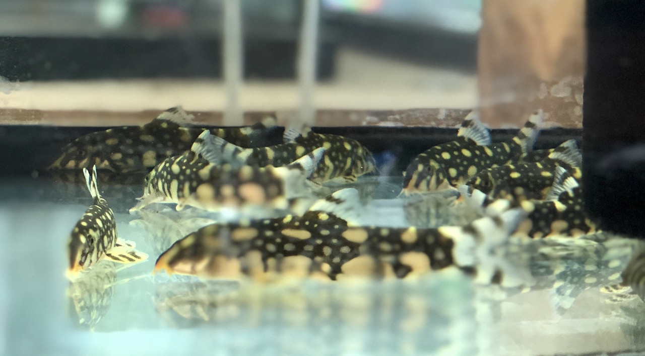 Freshwater Tropical Fish: Kubotai Loach - Botia kubotai