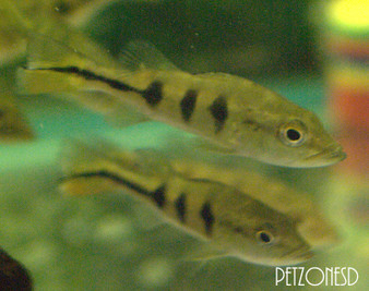 Mono Argentus - Brackish Water Tropical Fish