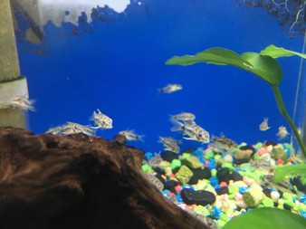 Freshwater Tropical Fish: Pygmy Cory Cat - Corydoras Pygmaeus