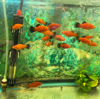Red Wag Platy - Pet Zone Tropical Fish - San Diego, California
