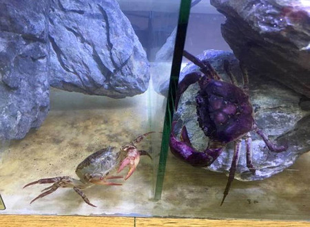 Freshwater Inverts Thai Devil Crab