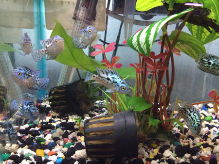 Freshwater Tropical Fish: Electric Blue Jack Dempsey South American Cichlid