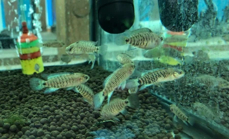 Freshwater Tropical Fish: Badis - Badis Badis