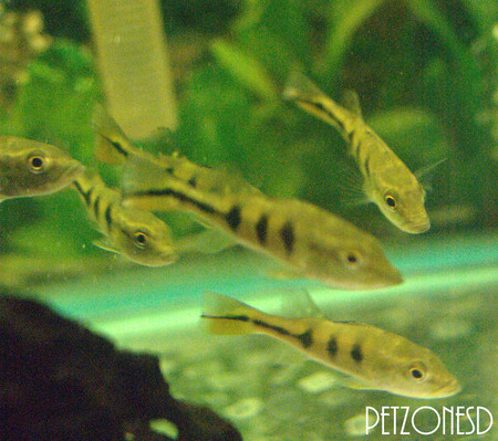 Freshwater Predator Fish: Mono Peacock Bass - Cichla Monoculus