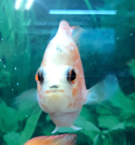Hybrid Cichlids For Sale: Golden Red Pearl Parrot Fish "Flowerhorn ...