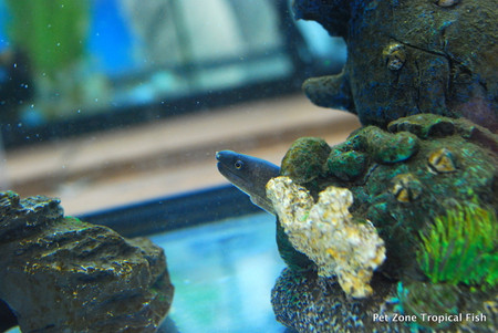 Brackish Water Tropical Fish: Freshwater Snowflake Moray Eel ...