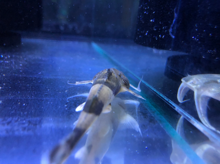 Live Freshwater Catfish For Sale: Goonch Catfish (Bagarius yarrelli)