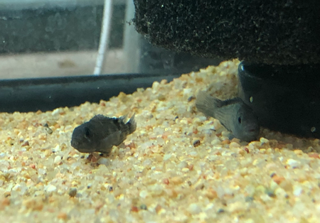 Freshwater Tropical Fish For Aquariums: Buffalohead Cichlid ...