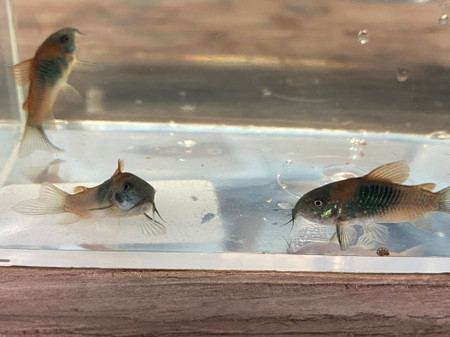 Freshwater Tropical Fish: Venezuelan Red Sailfin Cory Cat - Corydoras ...