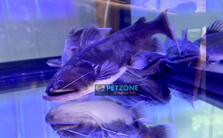 Live Freshwater Catfish For Sale: Gulper Catfish - Asterophysus batrachus